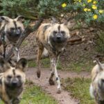 African Wild Dog Experience at Werribee Open Range Zoo - The Value for Money
