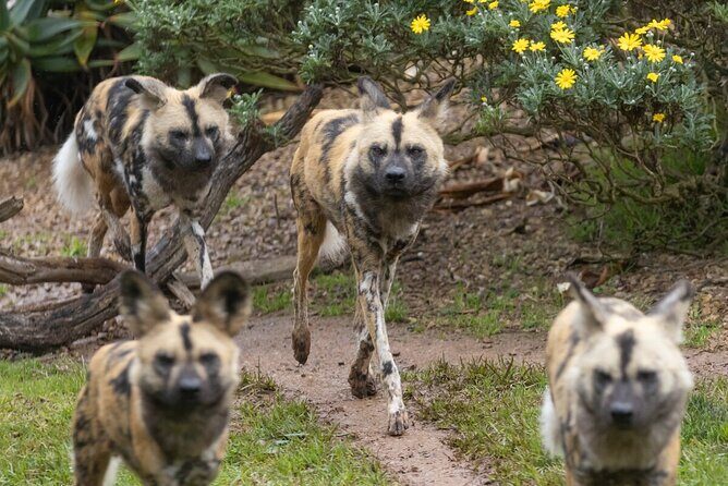 African Wild Dog Experience at Werribee Open Range Zoo - The Value for Money