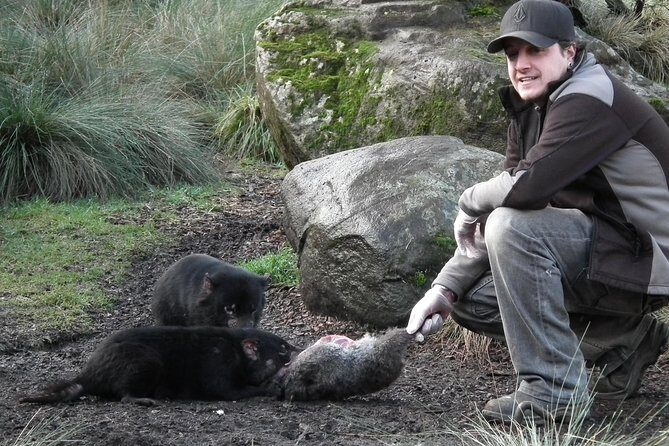 After Dark Tasmanian Devil Feeding Tour at Cradle Mountain - Inside the Enclosures: Feeding Time