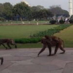 Agra: Monkey Safari Guided Walking Tour - Authentic Cultural Encounters