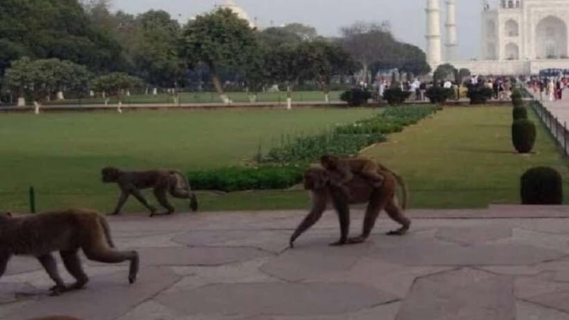 Agra: Monkey Safari Guided Walking Tour - Authentic Cultural Encounters