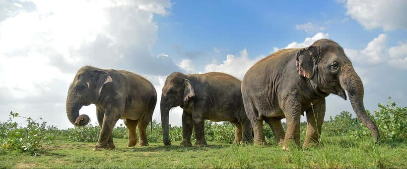 Agra: Sunrise Taj Mahal Tour & Elephant Sanctuary Day Tour - Authentic Experiences and Reviews