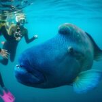 Airlie Beach- Private full day catered & crewed yacht charter - Why This Tour Stands Out