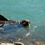 Akaroa: 4WD Safari and Guided Sea-Kayaking Experience - Why This Tour Stands Out