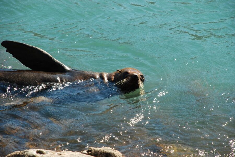 Akaroa: 4WD Safari and Guided Sea-Kayaking Experience - Why This Tour Stands Out