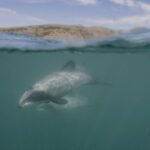 Akaroa Harbour 2-Hour Dolphin Nature Cruise - Wildlife Encounters: What You’re Likely to See