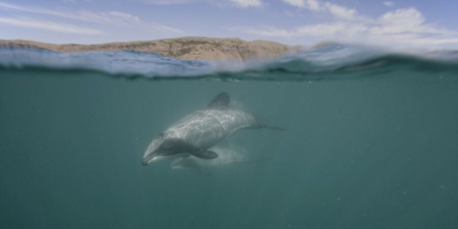 Akaroa Harbour 2-Hour Dolphin Nature Cruise - Wildlife Encounters: What You’re Likely to See