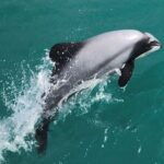 Akaroa Harbour Nature Cruise - Authentic Experiences Based on Traveler Feedback