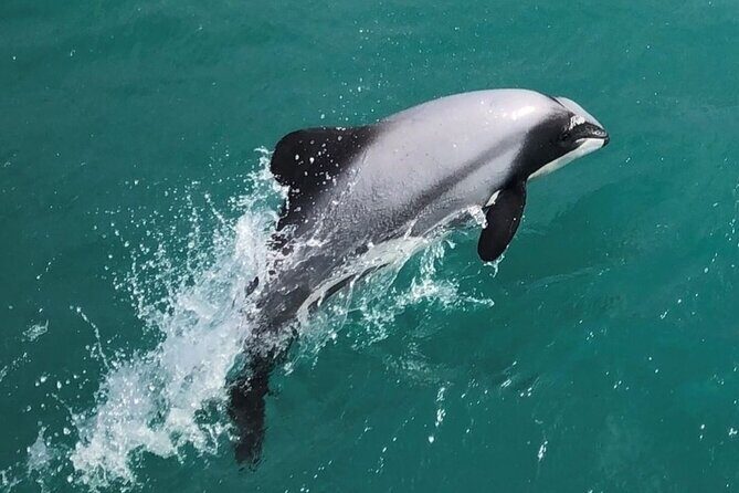 Akaroa Harbour Nature Cruise - Authentic Experiences Based on Traveler Feedback