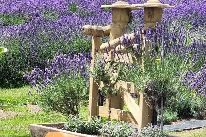 Akaroa Lavender Seasonal Guided Tour Experience - Practical Details and Booking Tips