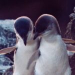 Akaroa: Pohatu Little Penguins 3-Hour Evening Experience - The Practicalities: What’s Included and What to Know