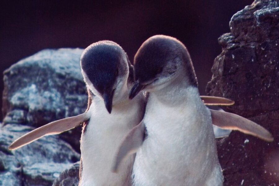 Akaroa: Pohatu Little Penguins 3-Hour Evening Experience - The Practicalities: What’s Included and What to Know