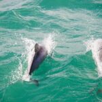 Akaroa Private Day Tour From Christchurch (Carbon Neutral) - Detailed breakdown of the experience