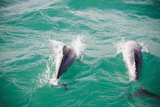 Akaroa Private Day Tour From Christchurch (Carbon Neutral) - Detailed breakdown of the experience