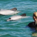 Akaroa: Swimming with Wild Dolphins Experience - Authentic Encounters and Educational Value