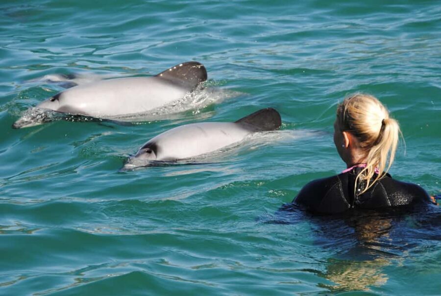 Akaroa: Swimming with Wild Dolphins Experience - Authentic Encounters and Educational Value