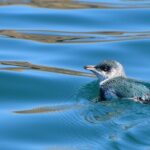Akaroa Wildlife Cruise - Itinerary Breakdown and What to Expect