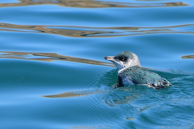 Akaroa Wildlife Cruise - Itinerary Breakdown and What to Expect
