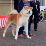 Akita: AKITA DOG DAY! A day tour by public transport - Exploring Akitas history and culture