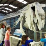 Albany: Historic Whaling Station Entry Ticket - Who Should Visit?