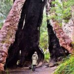 Albany Southwest Wilderness Day Tour - Fly From Perth - What the Tour Includes and What to Consider