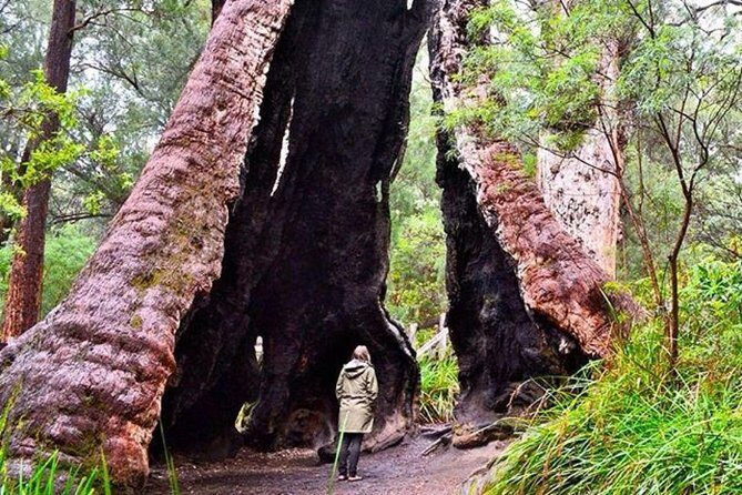 Albany Southwest Wilderness Day Tour - Fly From Perth - What the Tour Includes and What to Consider