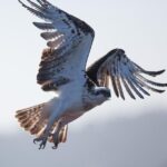 Albany Wildlife and Scenic Cruise - The Boat Cruise: Kalgan River
