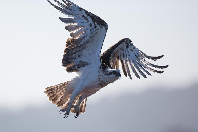 Albany Wildlife and Scenic Cruise - The Boat Cruise: Kalgan River