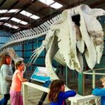 Albany's Historic Whaling Station Admission Ticket - Practicalities and Tips for Visitors