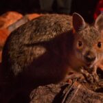 Alice Springs Desert Park Nocturnal Tour - The Bottom Line