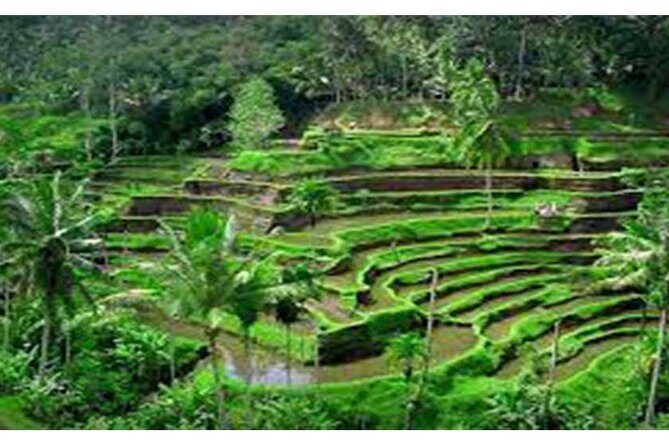 Aling-Aling and Banyumala Waterfall-Bedugul-JatiLuwih GreenLand - Jatiluwih Green Land: Bali’s Lush Rice Terraces