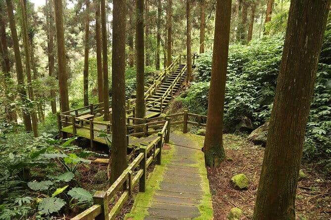 Alishan Private Day Tour from Taichung - The Benefits of a Private Tour