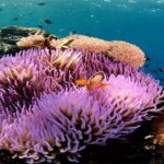 All Inclusive Bali Snorkeling Blue Lagoon tour experience - Beach and Cultural Stops