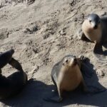 All-Inclusive Boutique 2 Day Kangaroo Island Tour - Who Will Love This Tour?