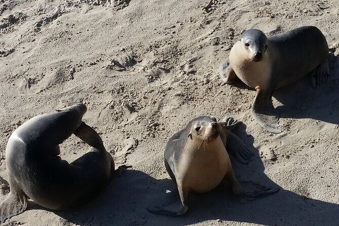 All-Inclusive Boutique 2 Day Kangaroo Island Tour - Who Will Love This Tour?