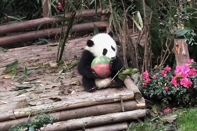 All-Inclusive: Customizable Giant Panda Private Day Trip in Chengdu - Transportation and Convenience
