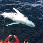 All Inclusive Mirissa Whale and Dolphin Watching Boat Ride - Food and Refreshments: Simple but Satisfying
