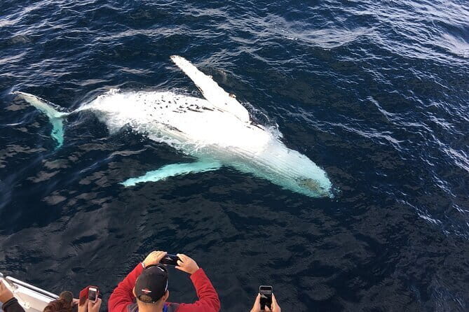 All Inclusive Mirissa Whale and Dolphin Watching Boat Ride - Food and Refreshments: Simple but Satisfying