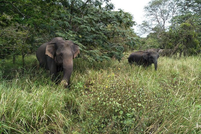 All Inclusive Yala National Park Jeep Safari Day Tour from Colombo & Negombo - What Makes This Safari Special