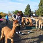 Alpaca Farm Tours with Toffeemont - Practical Details and Tips