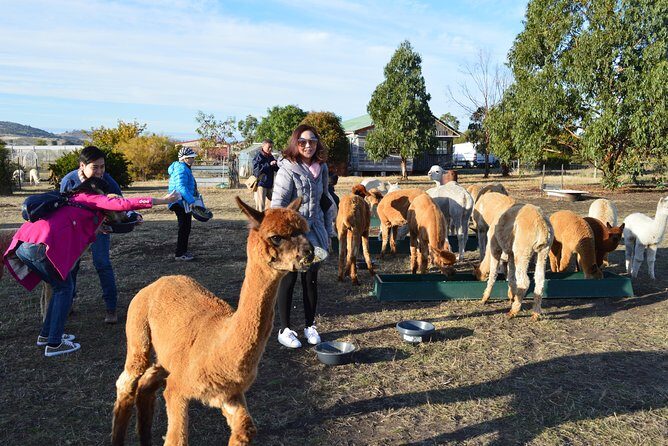 Alpaca Farm Tours with Toffeemont - Practical Details and Tips