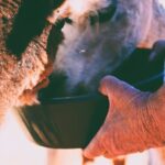 Alpaca Meet and Greet Experience in Peterborough - Authenticity and Family-Friendly Appeal