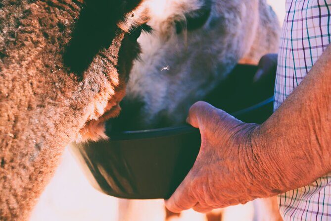 Alpaca Meet and Greet Experience in Peterborough - Authenticity and Family-Friendly Appeal