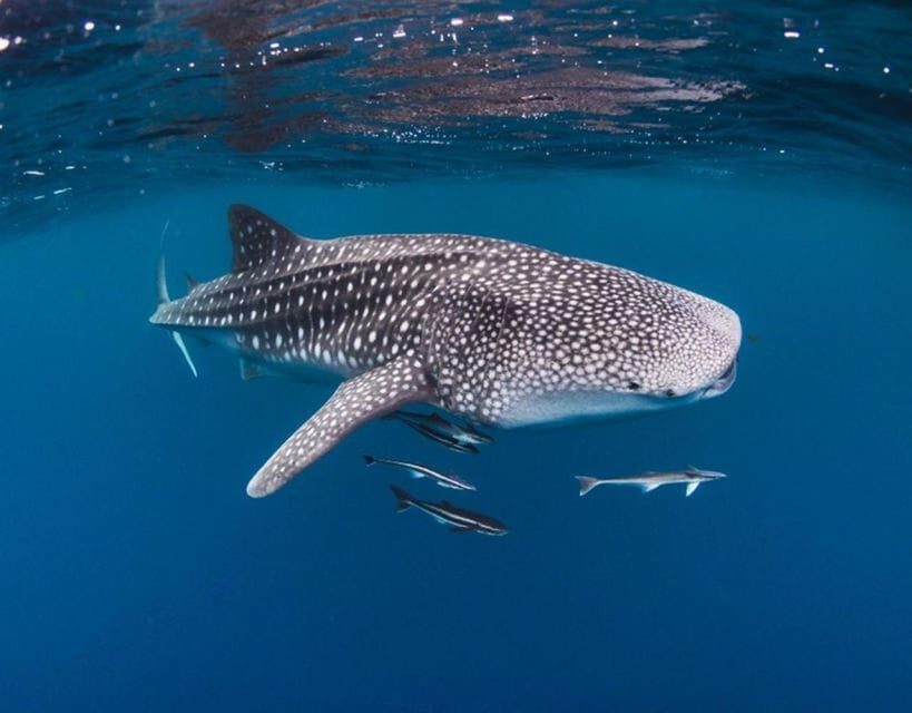 AMAZING SUMBAWA WHALE SHARK TOUR - Final Thoughts
