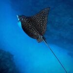 An Eagle Ray and Turtle Tour-Small Groups & Photography Included - Photography and Memory-Making