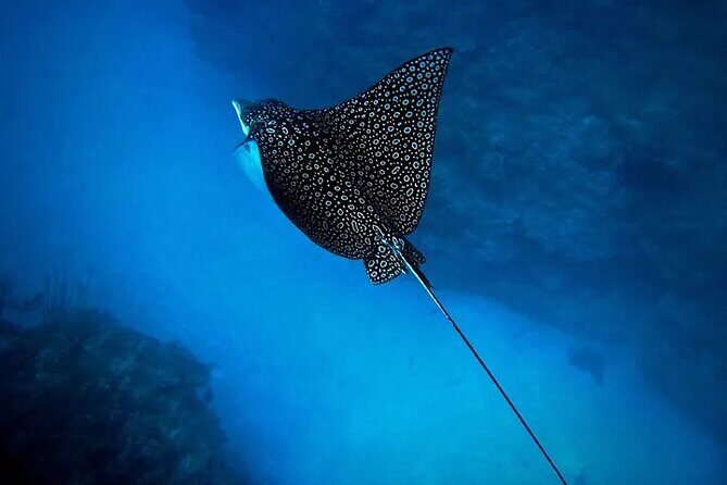 An Eagle Ray and Turtle Tour-Small Groups & Photography Included - Photography and Memory-Making