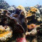 Andaman: Havelock Scuba Diving by PADI 5-Star Dive Center - Why It’s Worth Considering