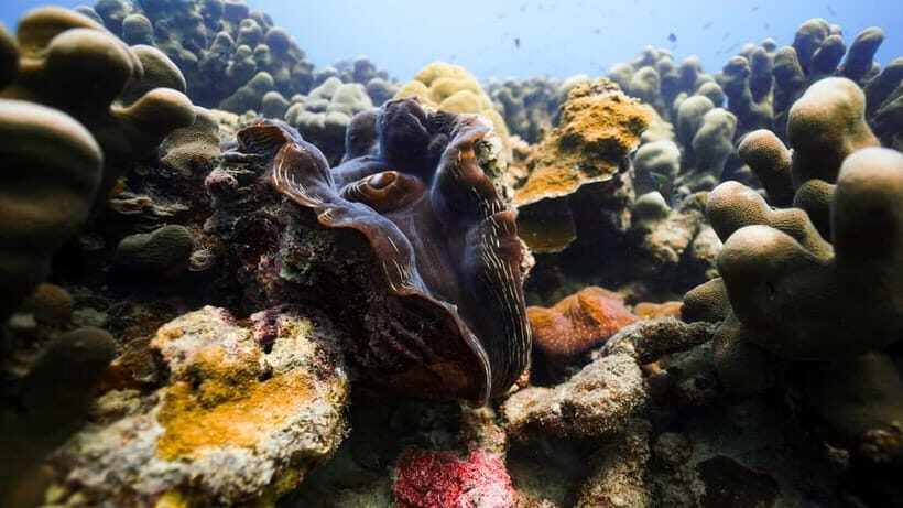 Andaman: Havelock Scuba Diving by PADI 5-Star Dive Center - Why It’s Worth Considering