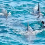 Anna Bay and Nelson Bay NSW tours like Dubai safari experience - The Return Trip and Overall Value
