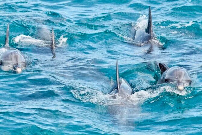 Anna Bay and Nelson Bay NSW tours like Dubai safari experience - The Return Trip and Overall Value